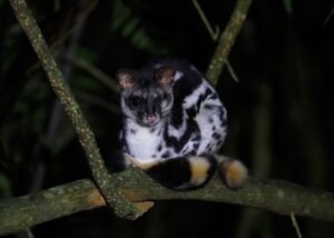 Asiatic Linsang Facts - Fact Animal