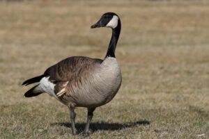 Canada Goose Facts - Fact Animal