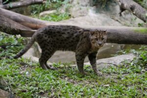 Fishing Cat Facts - Fact Animal