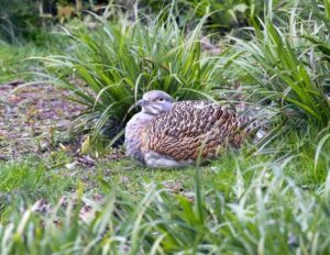Great Bustard Facts - Fact Animal