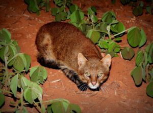 Pampas Cat Facts - Fact Animal