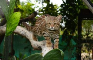 Pampas Cat Facts - Fact Animal