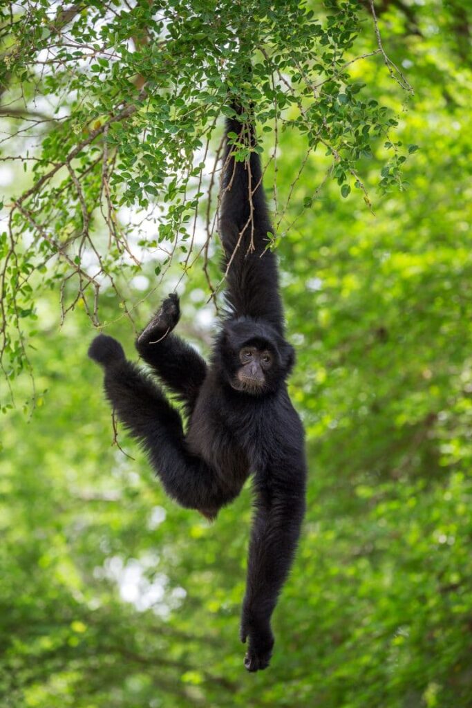 Siamang Facts - Fact Animal