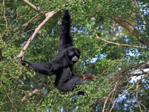 Siamang Facts - Fact Animal