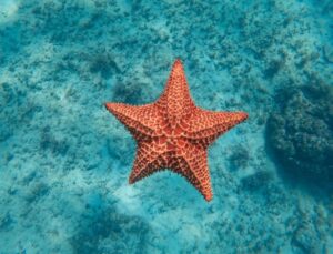 Starfish Facts - Fact Animal