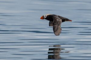Tufted Puffin Facts - Fact Animal