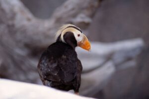 Tufted Puffin Facts - Fact Animal