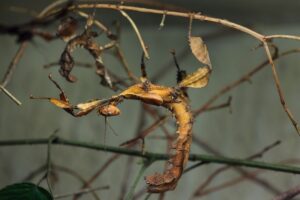 Australian Walking Stick Facts - Fact Animal