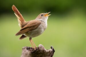 Common Nightingale Facts - Fact Animal