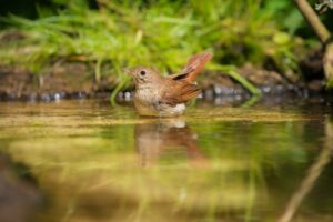 Common Nightingale Facts - Fact Animal