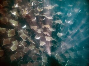 Mobula Rays Facts - Fact Animal
