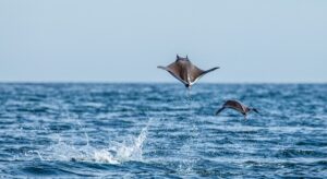 Mobula Rays Facts - Fact Animal