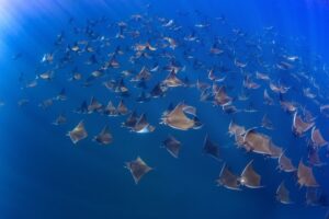 Mobula Rays Facts - Fact Animal