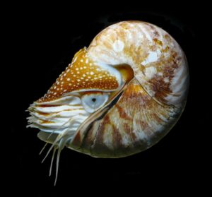 Nautilus Facts - Fact Animal