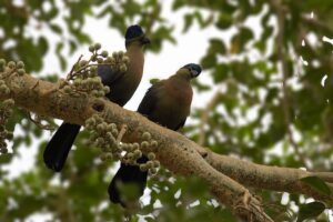 Purple Crested Turaco Facts - Fact Animal