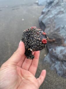 Pyura Chilensis Facts - Fact Animal