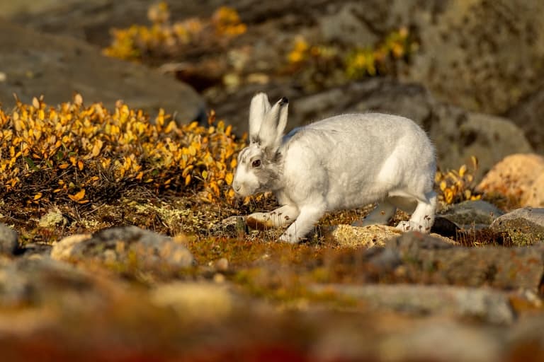 Arctic Hare Facts - Fact Animal