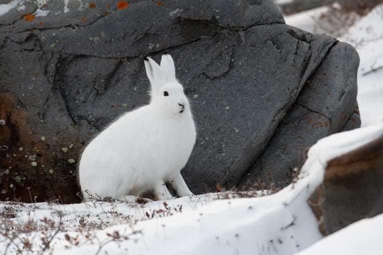Arctic Hare Facts - Fact Animal