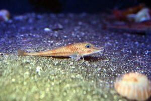 Armoured Sea Robin Facts - Fact Animal