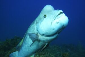 Asian Sheepshead Wrasse Facts - Fact Animal