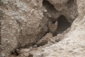 Asiatic Wildcat Facts - Fact Animal