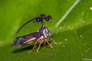 Brazilian Treehopper Facts - Fact Animal