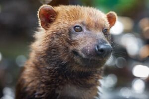 Bush Dog Facts - Fact Animal