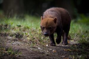 Bush Dog Facts - Fact Animal