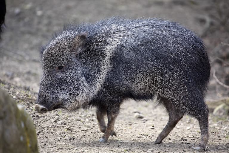 Chacoan Peccary Facts - Fact Animal