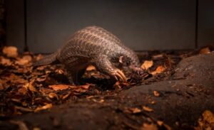 Chinese Pangolin Facts - Fact Animal
