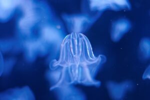 Comb Jellies Facts - Fact Animal