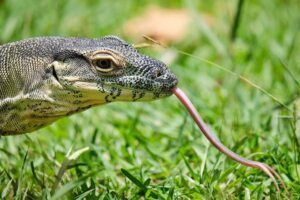 Lace Monitor Facts - Fact Animal