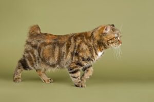 Manx Cat Facts - Fact Animal