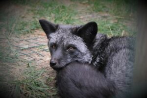 Silver Fox Facts - Fact Animal