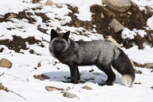 Silver Fox Facts - Fact Animal