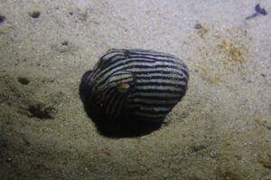 Striped Pyjama Squid Facts - Fact Animal