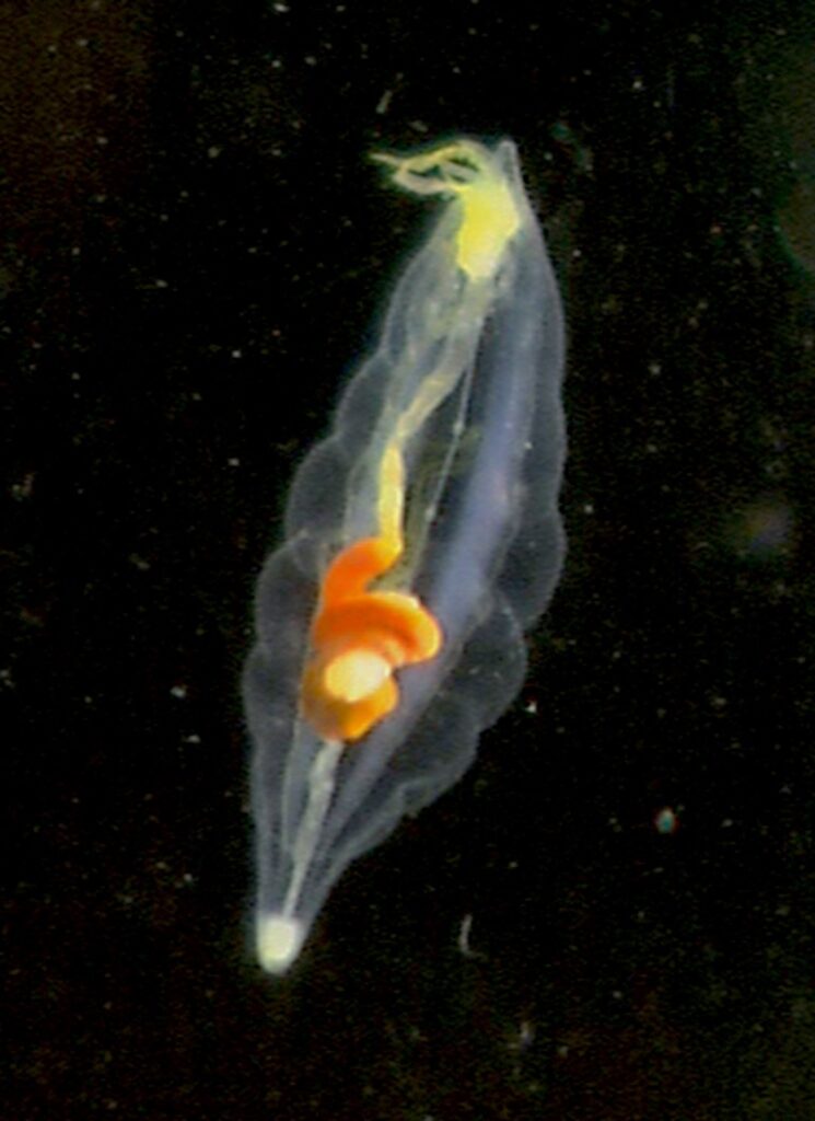 Balloon Worm Facts - Fact Animal