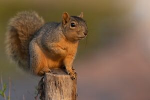 Fox Squirrel Facts - Fact Animal
