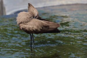 Hamerkop Facts - Fact Animal