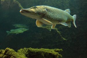 Northern Pike Facts - Fact Animal