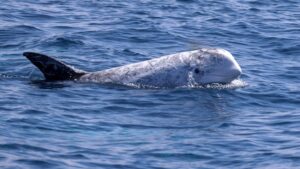 Risso’s Dolphin Facts - Fact Animal