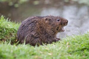 Water Vole Facts - Fact Animal