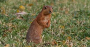 Xerus Facts - Fact Animal
