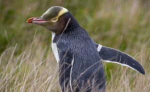 Yellow Eyed Penguin Facts - Fact Animal