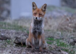 Zorro Facts - Fact Animal