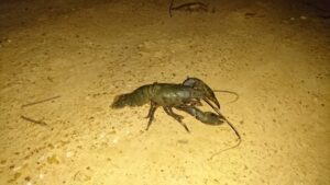 Yabby Facts - Fact Animal