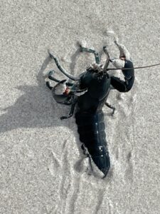 Yabby Facts - Fact Animal