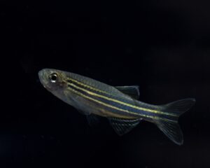 Zebrafish Facts - Fact Animal