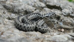 Viper Facts - Fact Animal