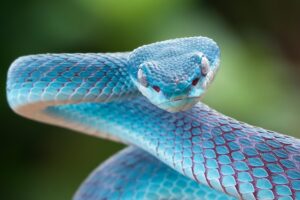 Viper Facts - Fact Animal